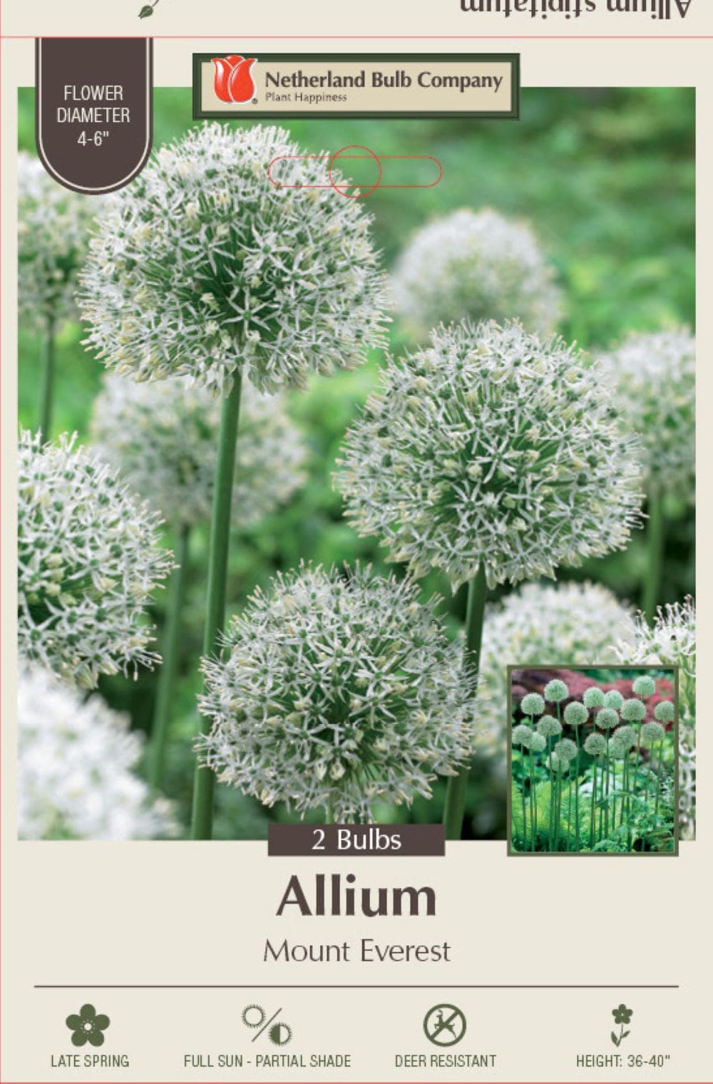 Hirt's Gardens Mount Everest Allium - 2 Bulbs - Persian Onion - 18 cm ...