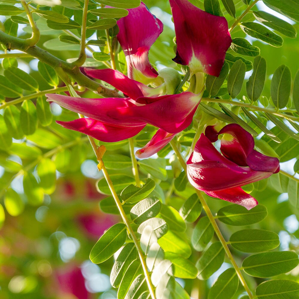 Brighter Blooms Red Hummingbird Tree (Sesbania Grandiflora) (4-5 ft ...