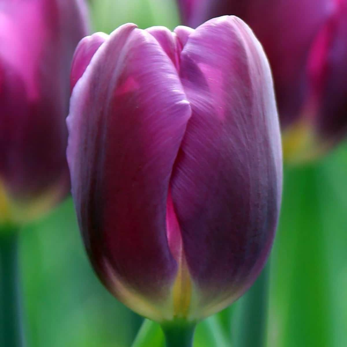 Hirt's Gardens Purple Flag Triumph Tulip 7 Bulbs - NEW - 12 cm Bulbs in ...