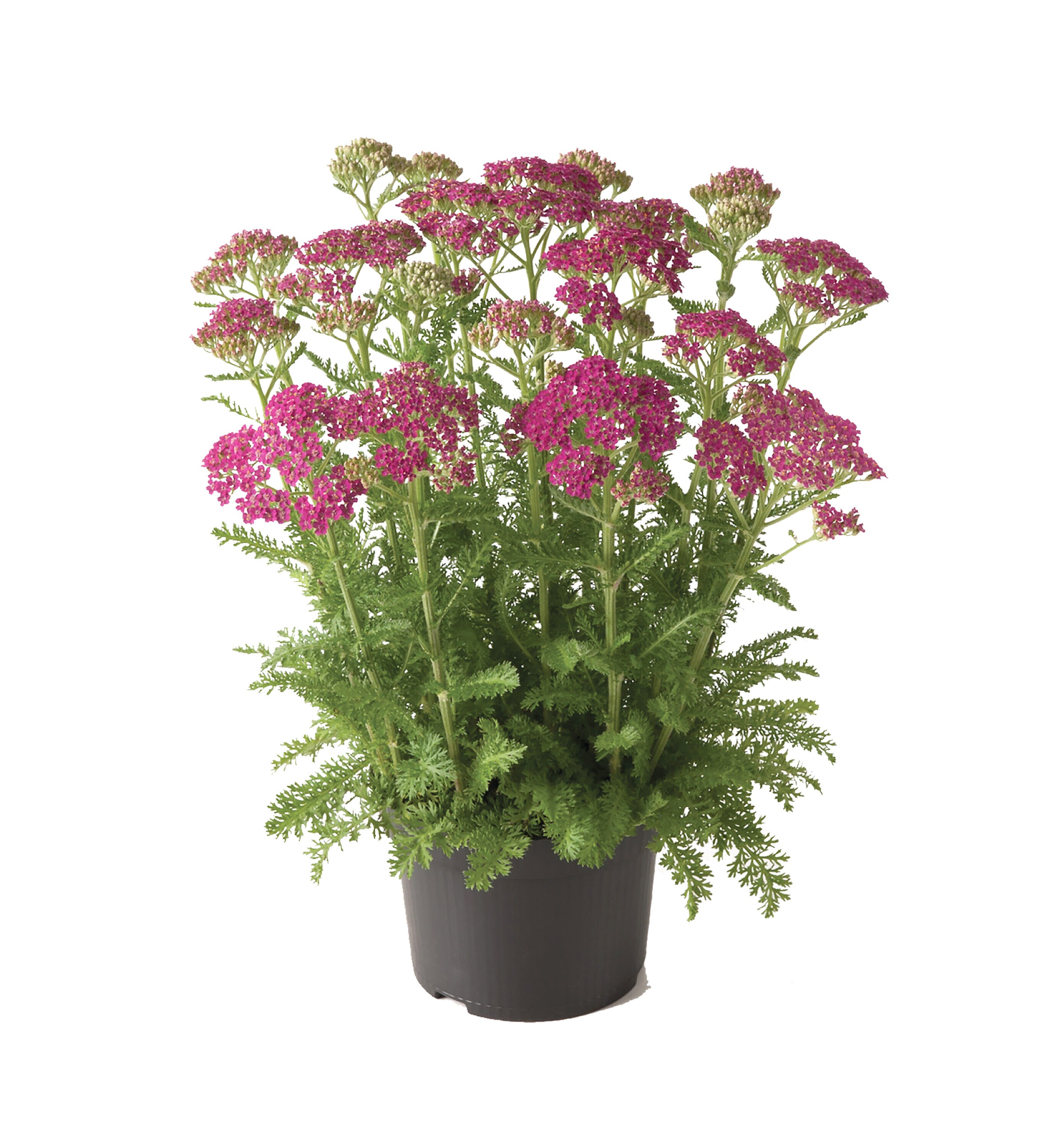 2.5 -Quart Pink Achillea Milly Rock Rose 1 -Pack - Low Maintenance in ...