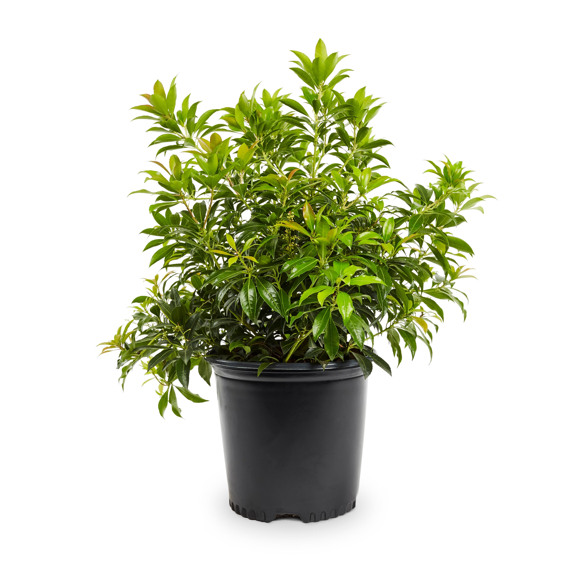 Fragrant Japanese Pieris Shrubs at Lowes.com