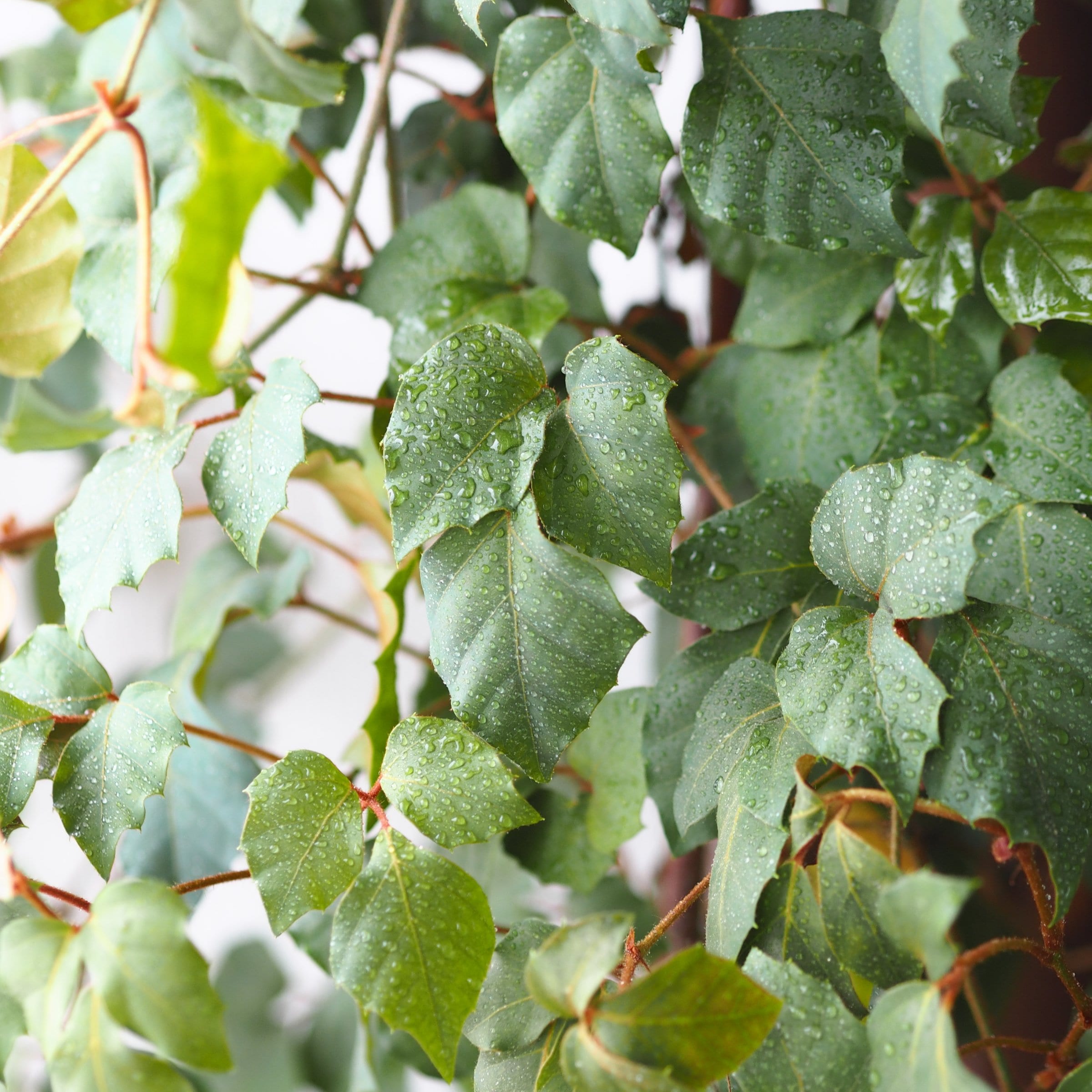 National Plant Network Cissus Rhombifolia Grape Leaf House plant in 6 ...