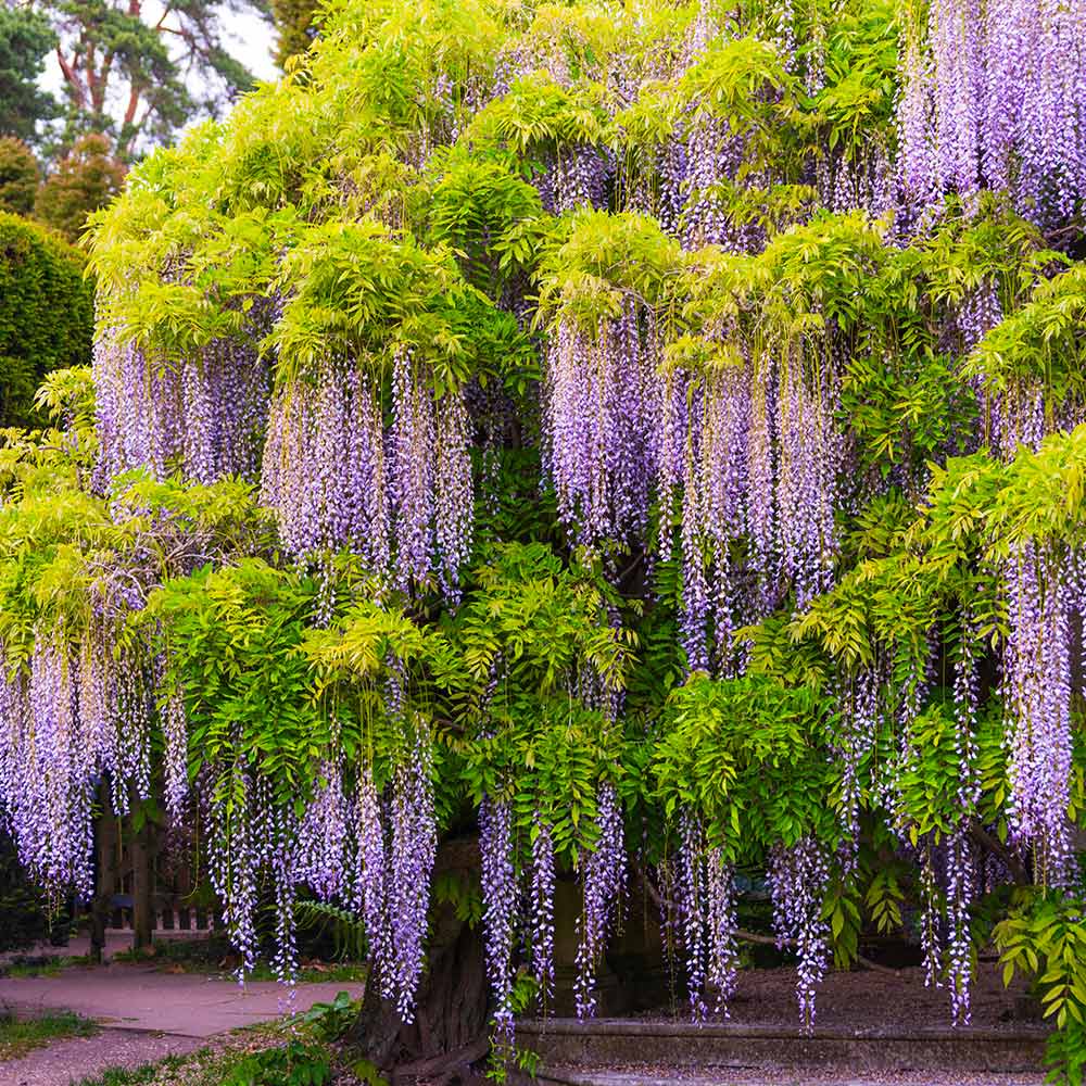 Brighter Blooms Wisteria - Tree Form (4-5 ft.) in the Vines department ...