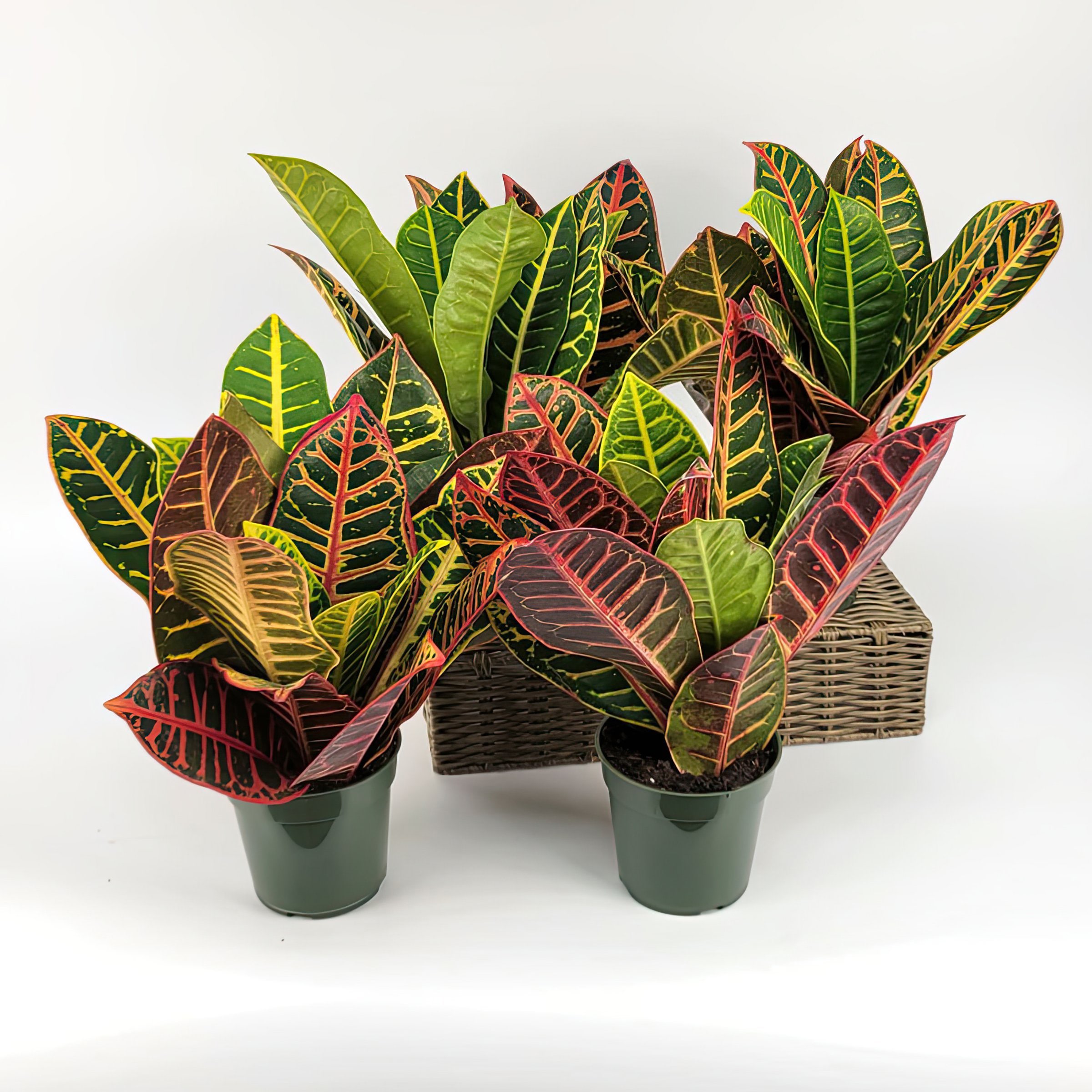 National Plant Network Croton Petra House plant in 6 Inch(es) Pot 1 ...