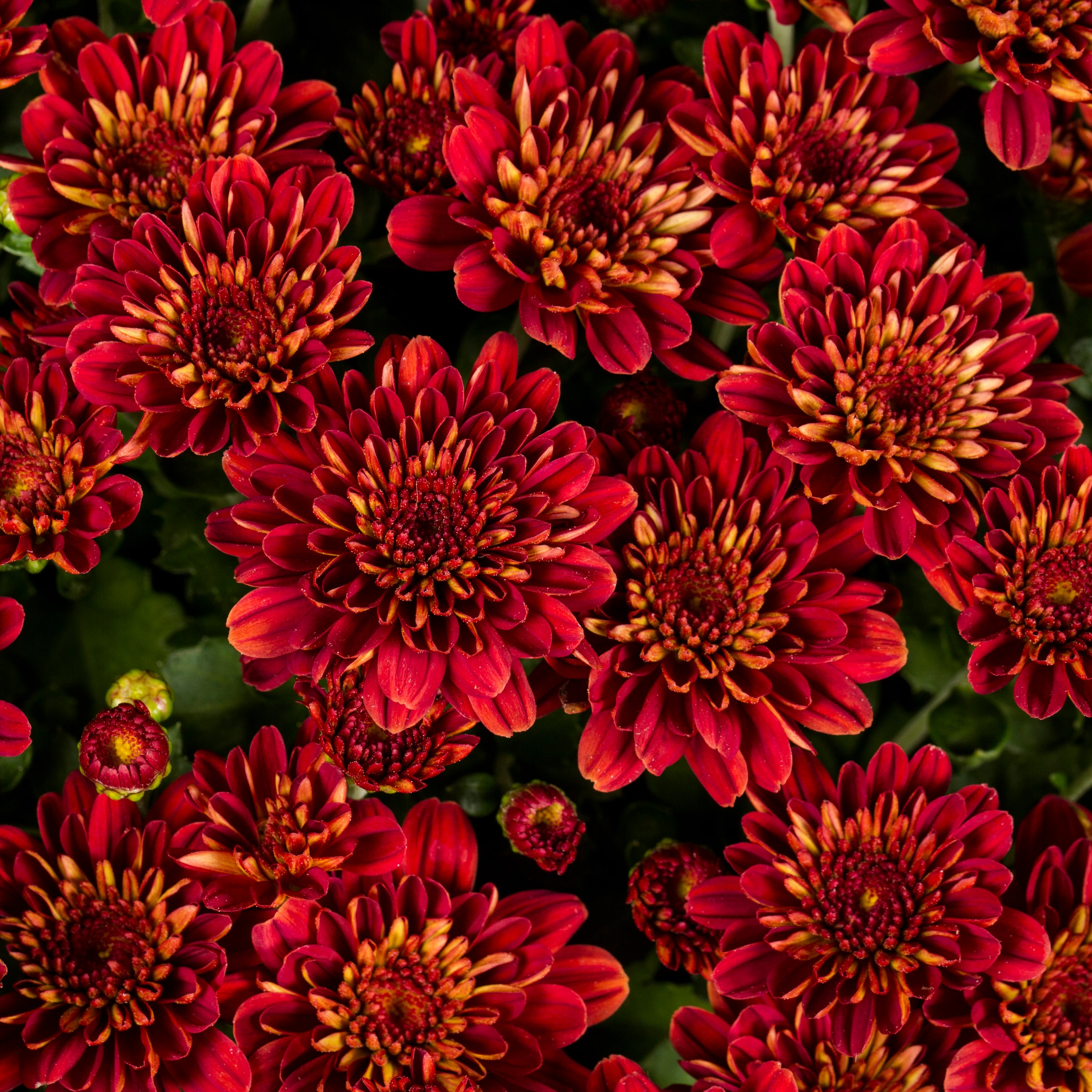 Lowe's Red Mum in 1.75-Gallon Planter NURSERY at Lowes.com