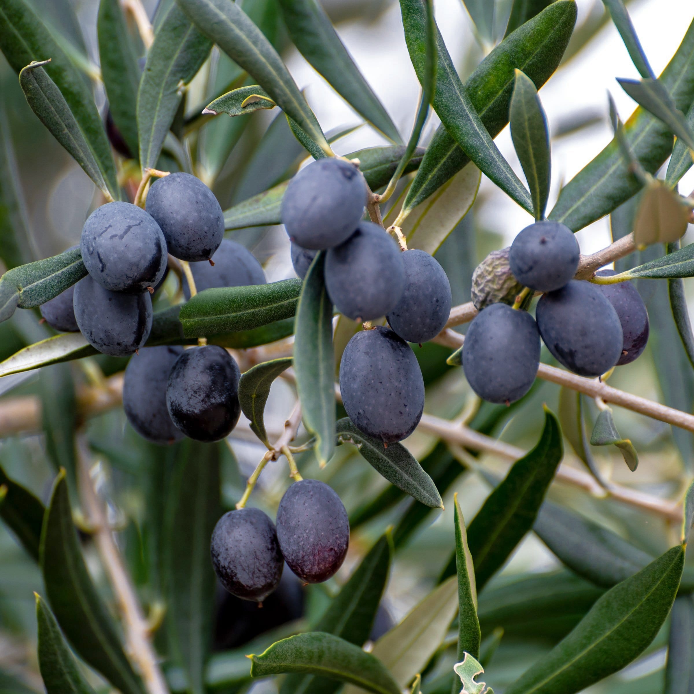 National Plant Network 1 Count Feature Evergreen Bucida Buceras Black ...