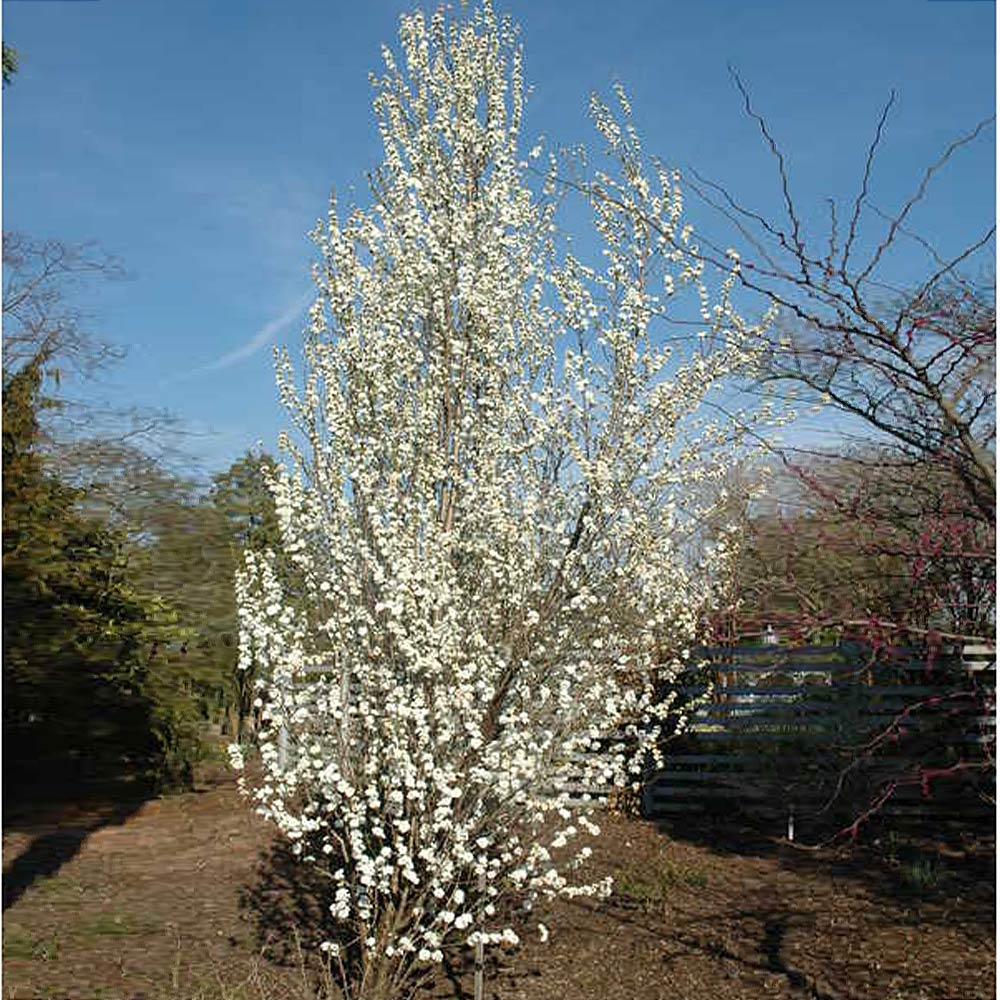 Brighter Blooms Corinthian White Double Flowering Peach Tree (6-7 ft ...