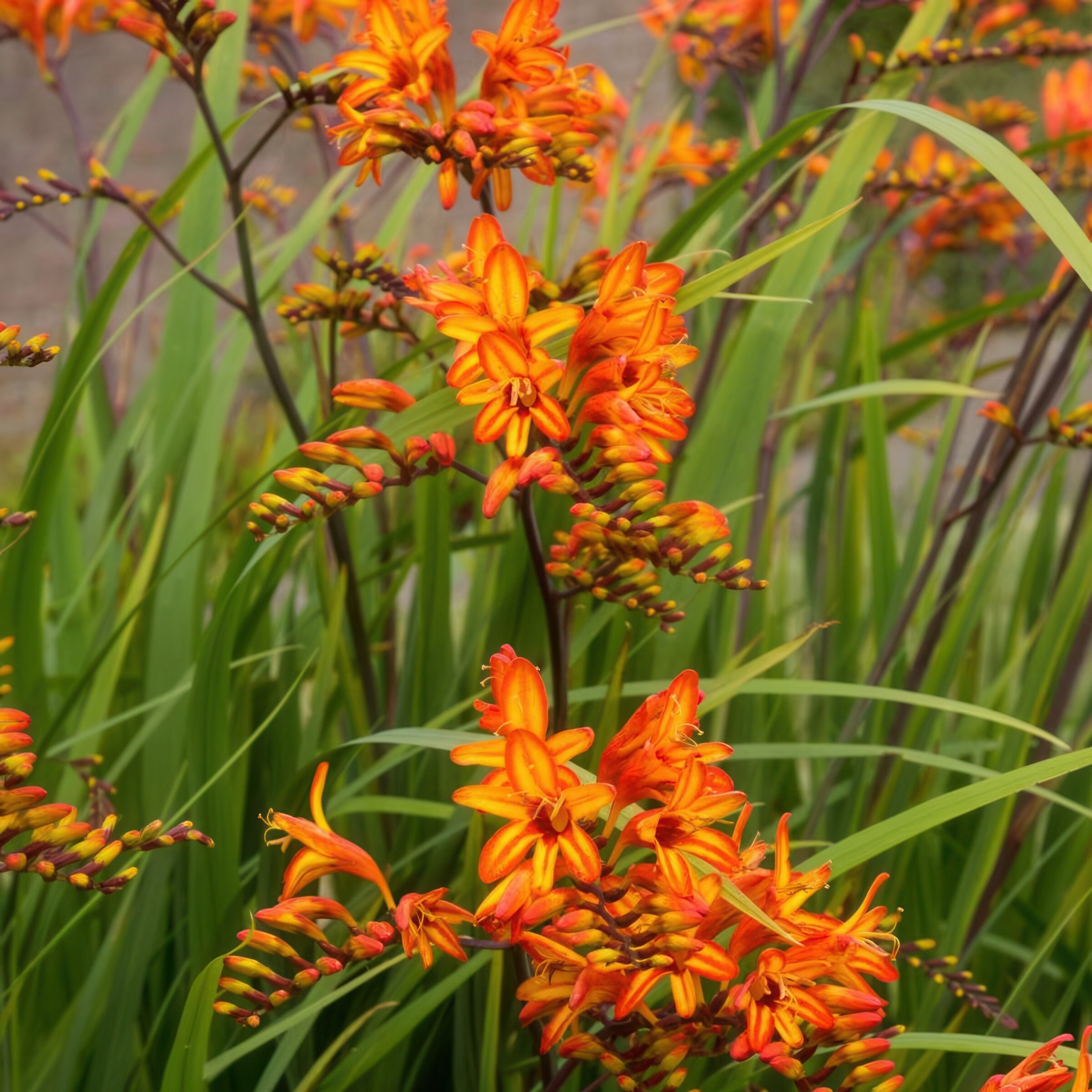 National Plant Network Orange Crocosmia Firestarter Falling Stars Plant ...