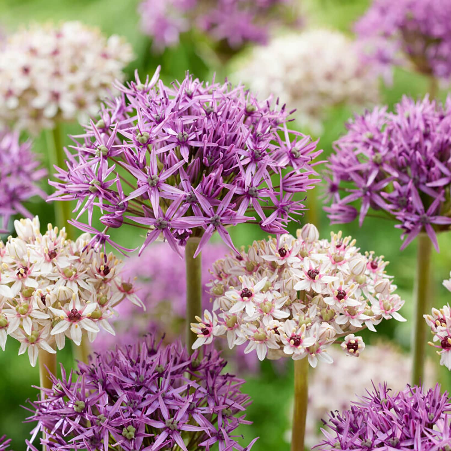 Garden State Bulb Allium Persian Starlight Mix in the Perennials ...