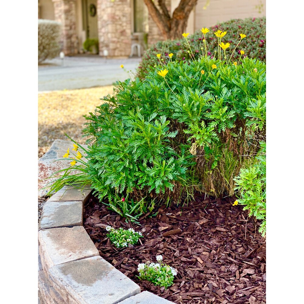 Premium 2 -cu ft Dark brown Hardwood Hardwood mulch in the Bagged Mulch ...