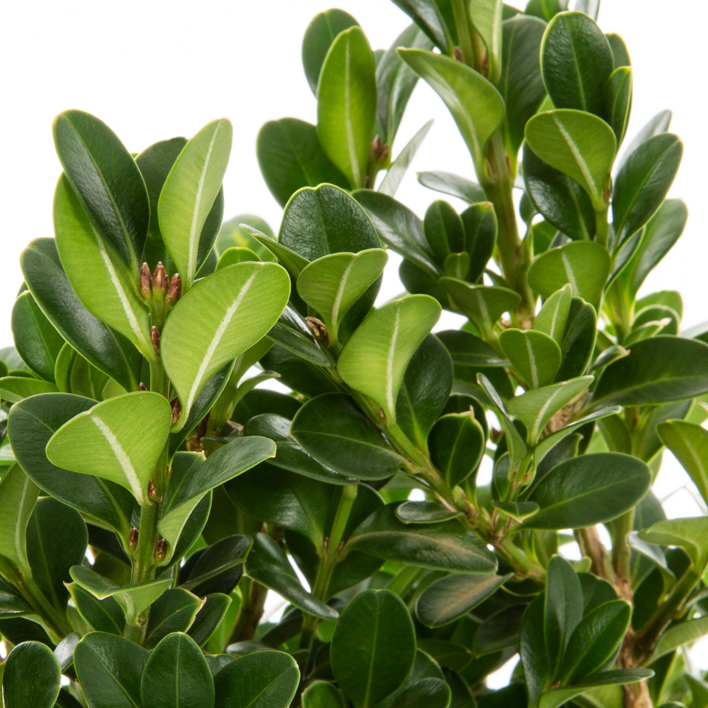 Lowe's White Green Beauty Boxwood Foundation/Hedge Shrub in 2.5-Quart ...