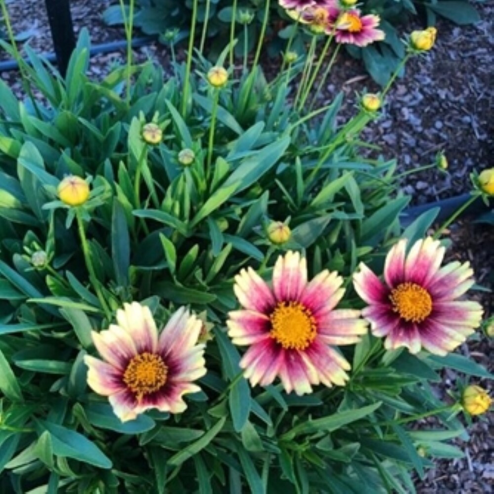 Monrovia Yellow Tickseed Plant in 2.5 -Quart Pot 1 -Pack in the ...