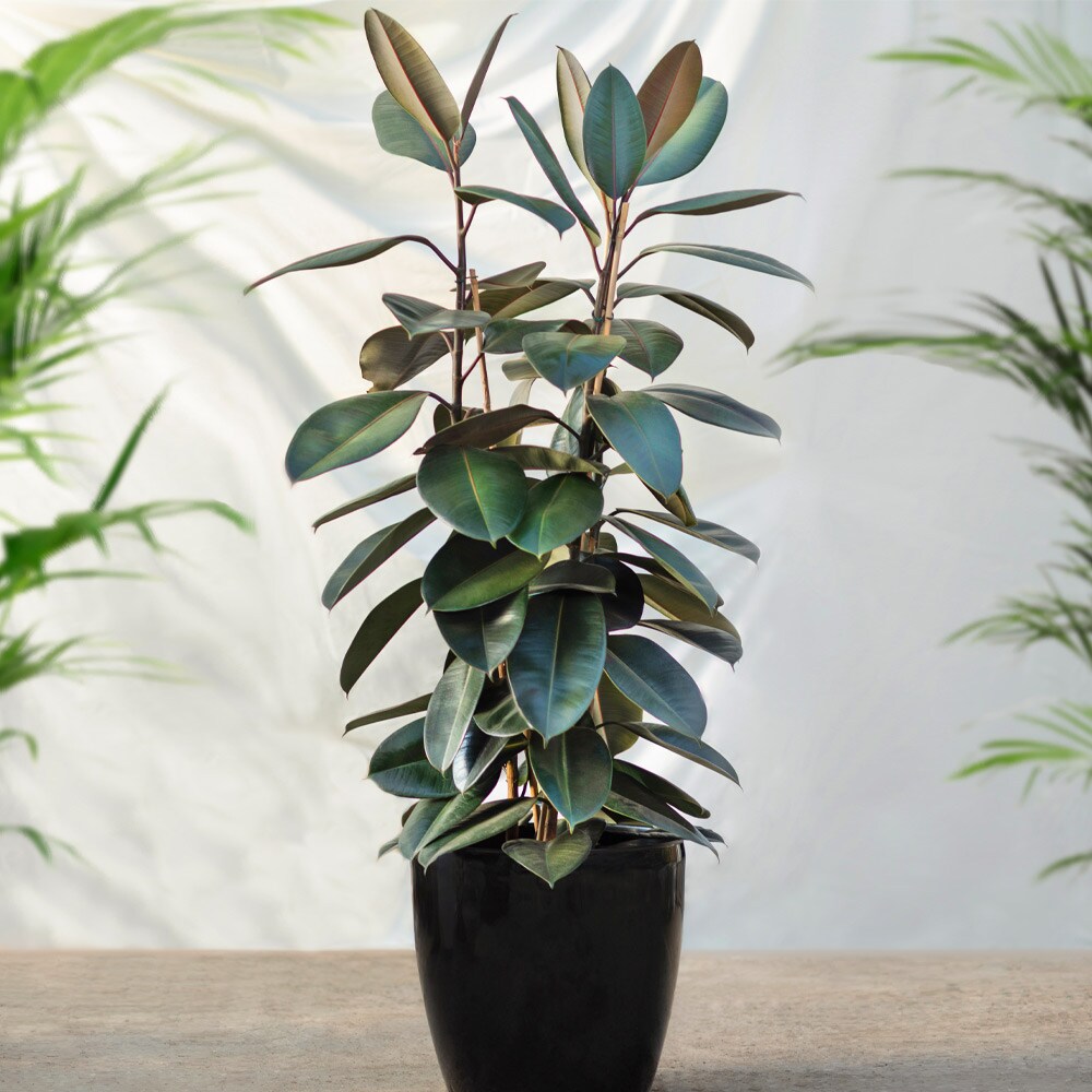 Brighter Blooms Rubber Plant (Ficus) (6 inch) at Lowes.com