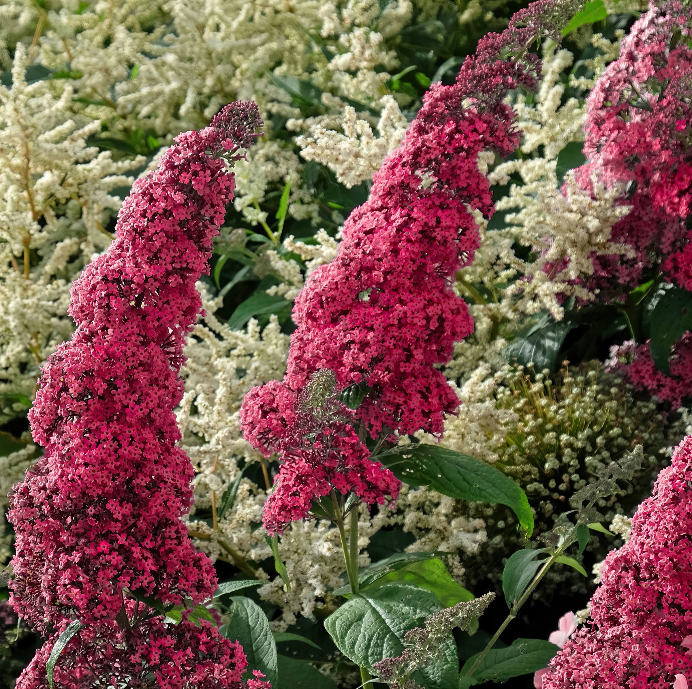 National Plant Network Buddleia Dapper Red Butterfly Bush Flowering ...