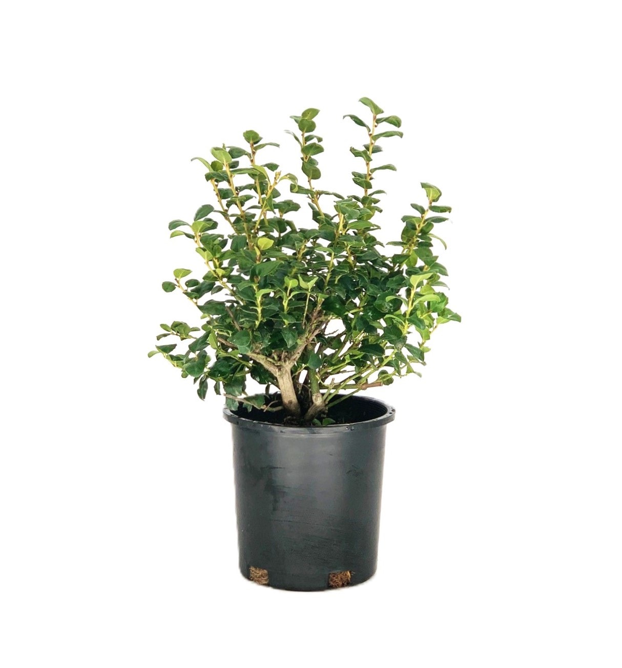 Foundation/Hedge China Boy Holly Plants, Bulbs & Seeds at Lowes.com
