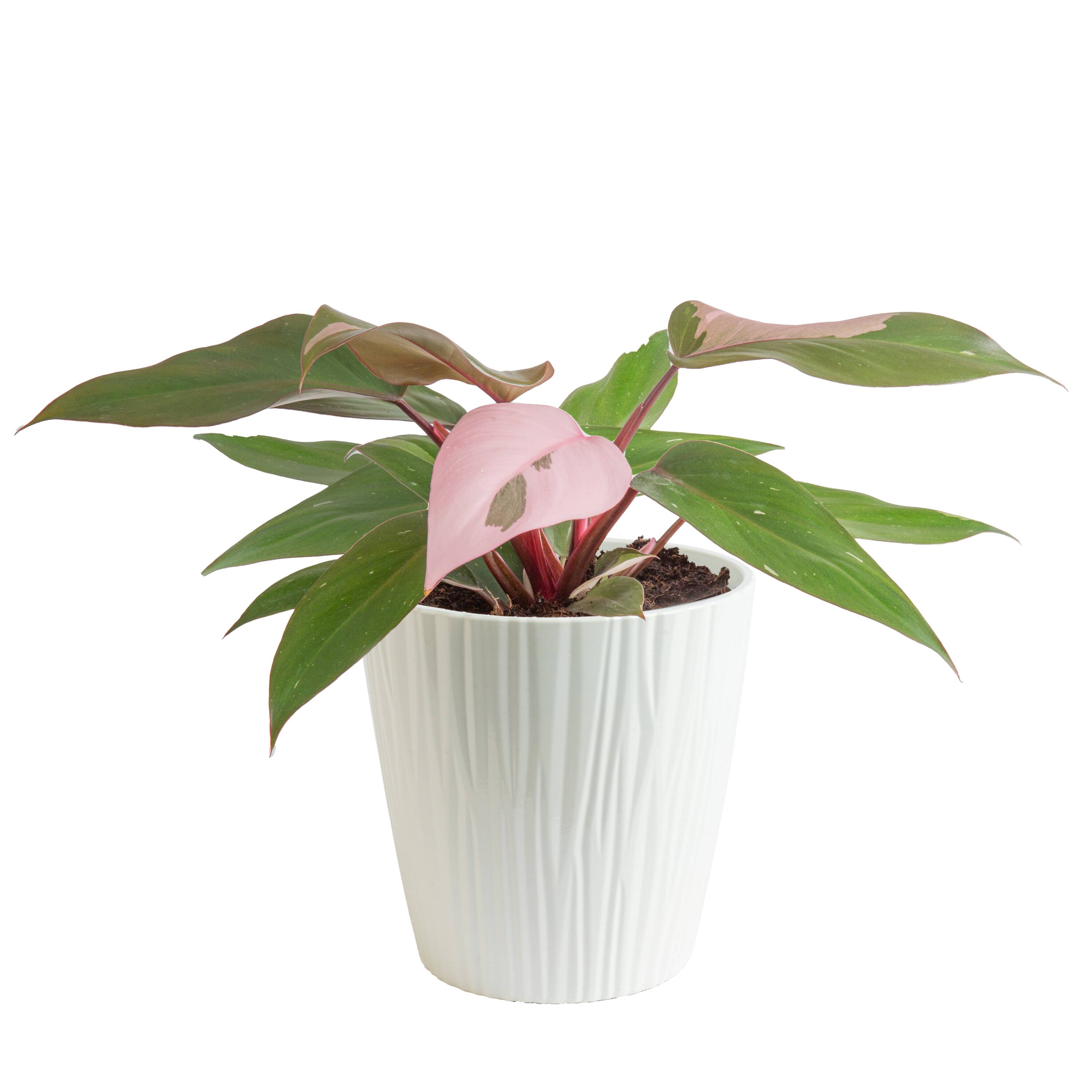 Costa Farms 1.40-QT PHILODEN PK PRNCS PRM PLT in the House Plants ...