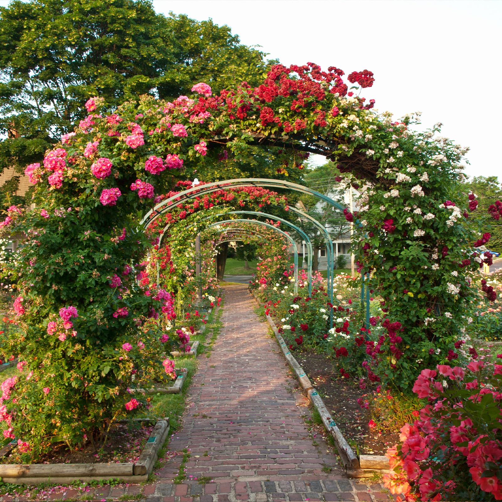 Wudkey 94 in. Green Metal Garden Arch Trellis for Climbing Plants ...