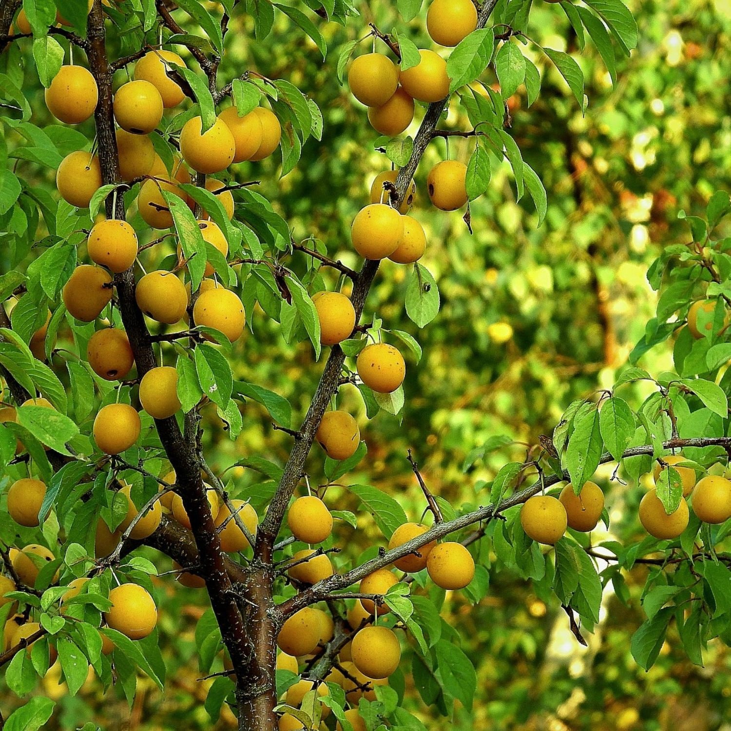 Southern Planters 1 Count White Fruit Shiro Plum In pot (with soil) in ...