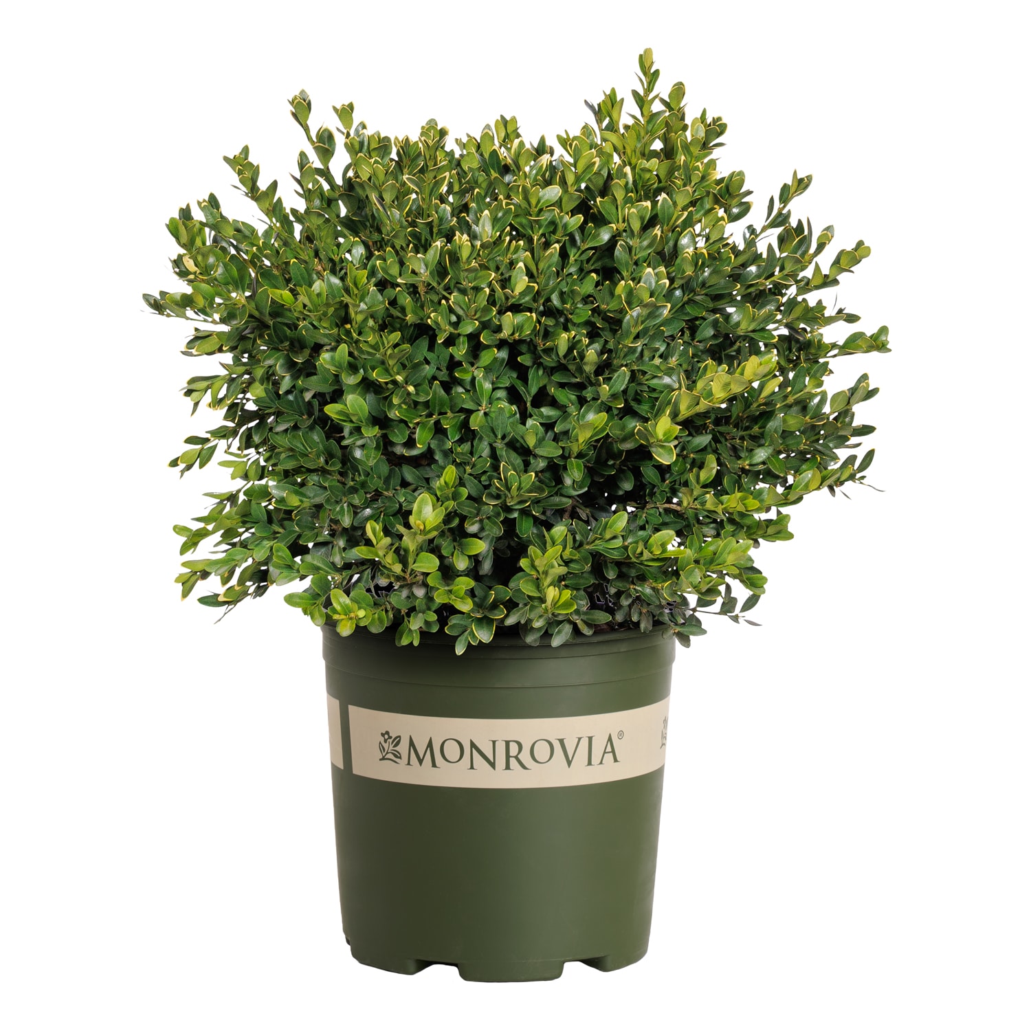 Boxwood Chicagoland Green Plants, Bulbs & Seeds at Lowes.com