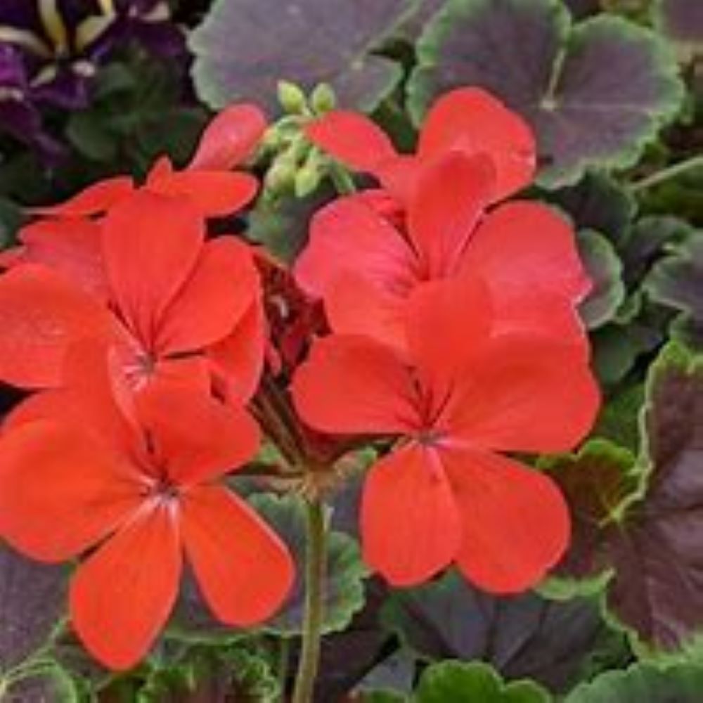 Lowe's Multicolor Geranium in 1-Pint Pot NURSERY at Lowes.com