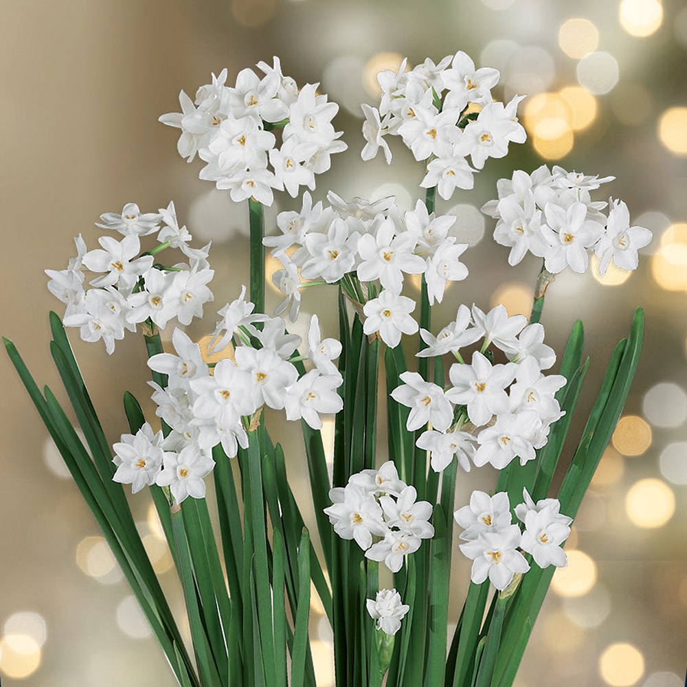 Garden State Bulb Narcissus Paperwhites Ziva 3CT - Gift Kit PBS in the ...