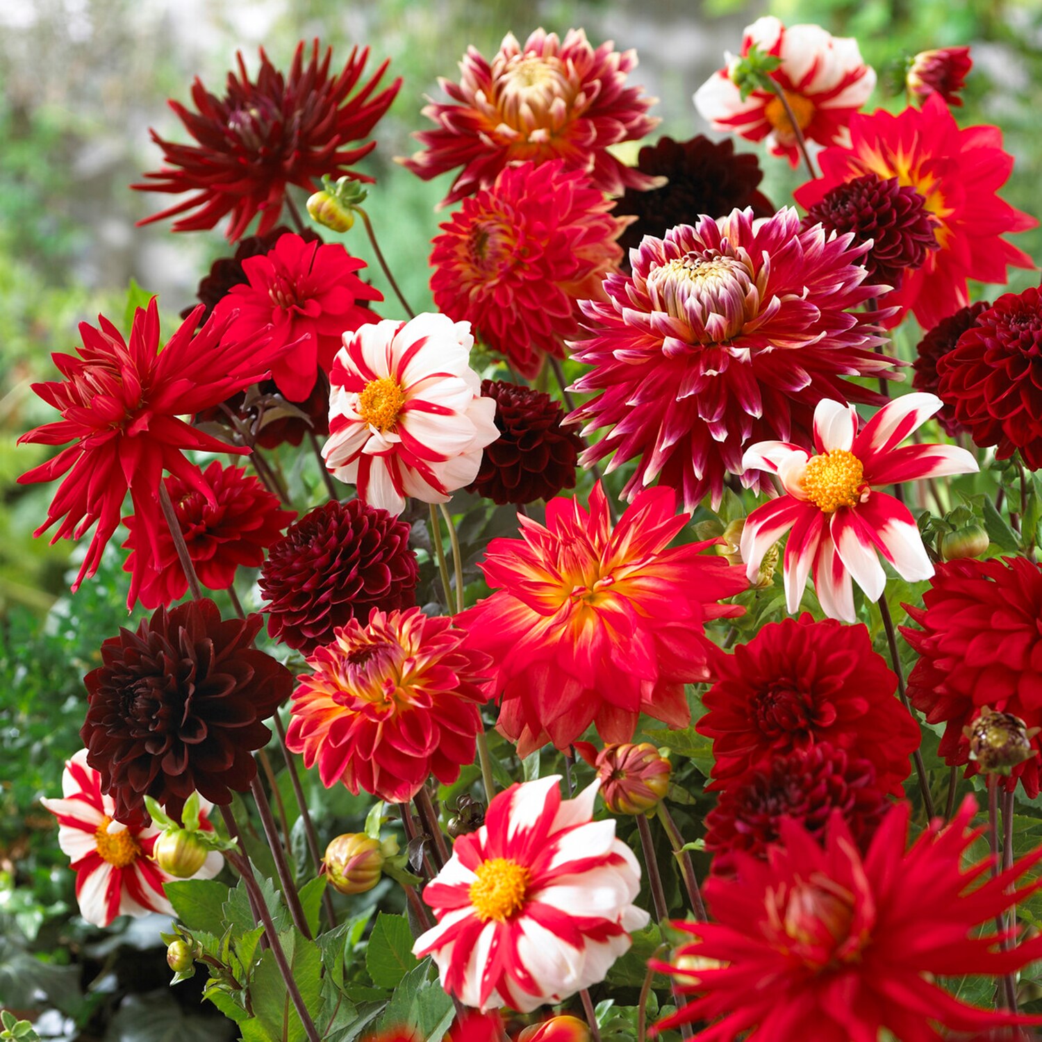 Garden State Bulb Bagged - Low Maintenance in the Annuals department at ...