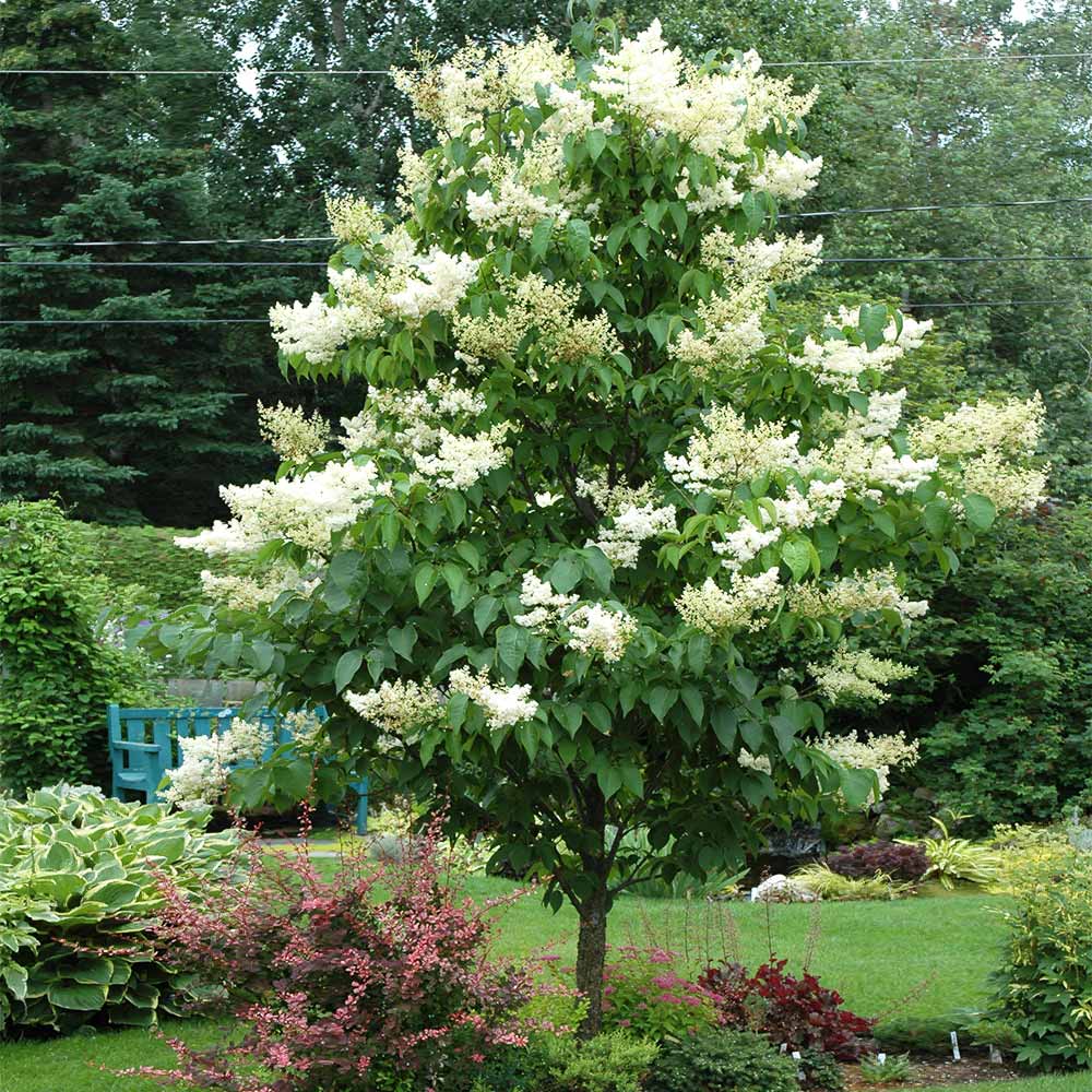 Brighter Blooms Ivory Silk Japanese Lilac Tree (3-4 ft.) in the Trees ...