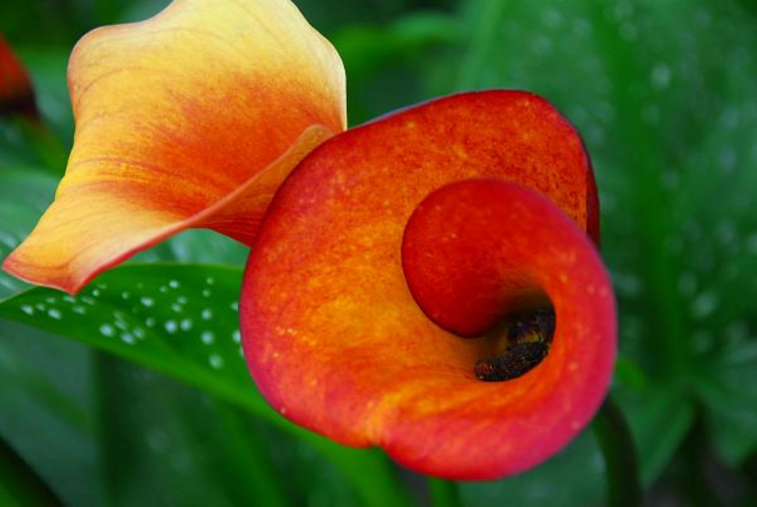 Hirt's Gardens Flame Calla Lily Bulb - One Bulb - 14/16cm Bulb - Yellow ...