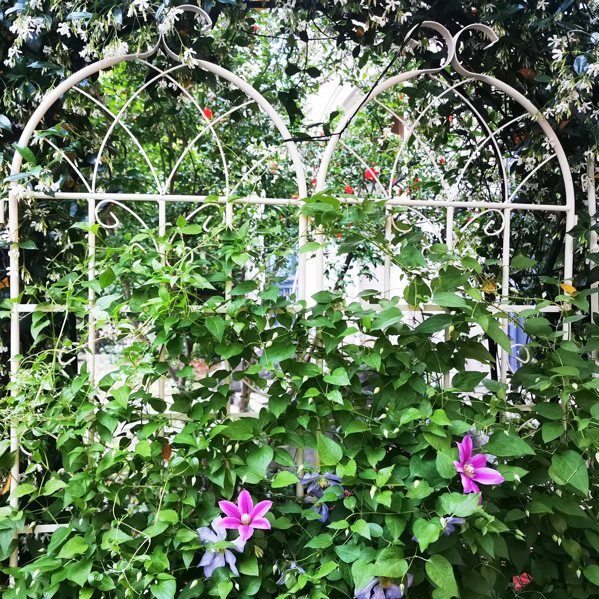 Tinyhomie 4 Pack Metal Garden Trellis 71Inch x 19.7Inch Rustproof ...