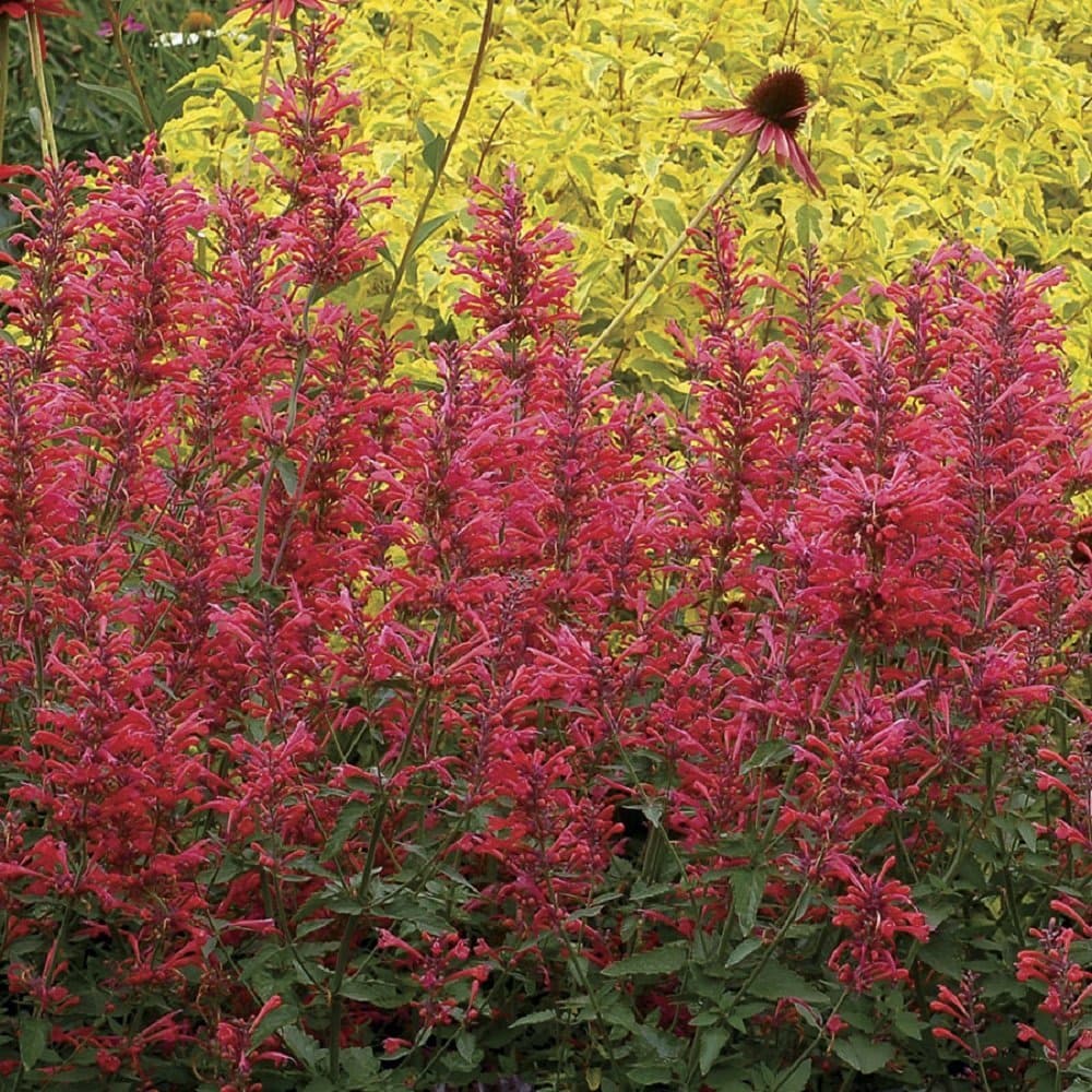 Hirt's Gardens Coral Kudos Hummingbird Mint - Anise Hyssop - Agastache ...
