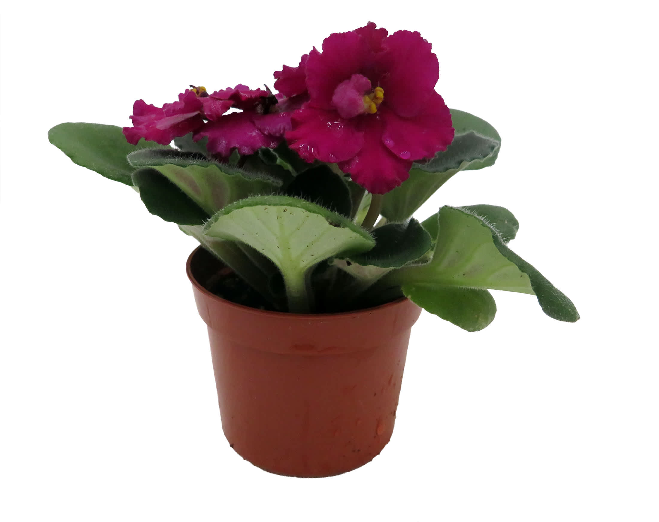 Hirt's Gardens Saintpaulia Aztec - Miniature African Violet - 2.5 inch ...