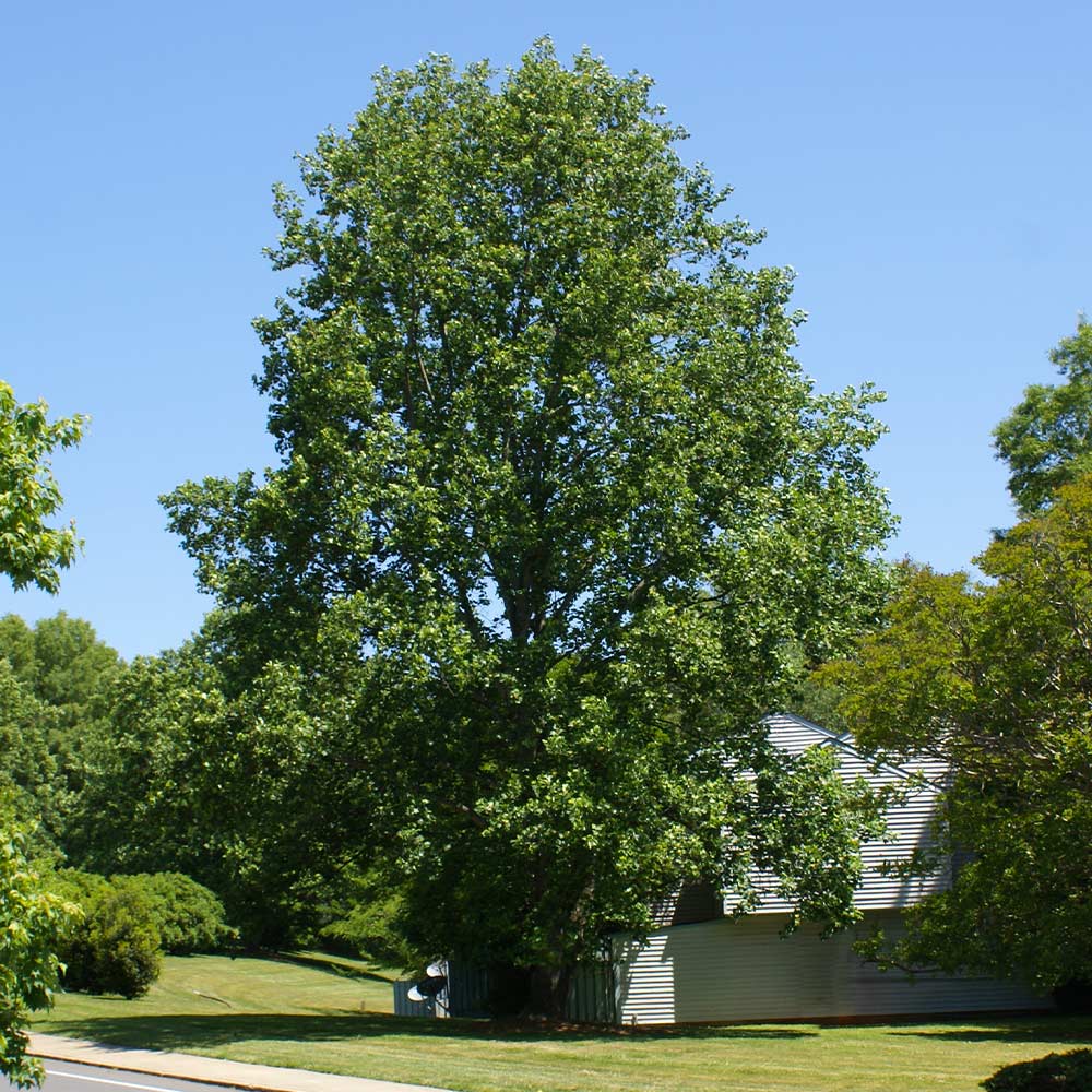Brighter Blooms Tulip Poplar (2-3 ft.) at Lowes.com