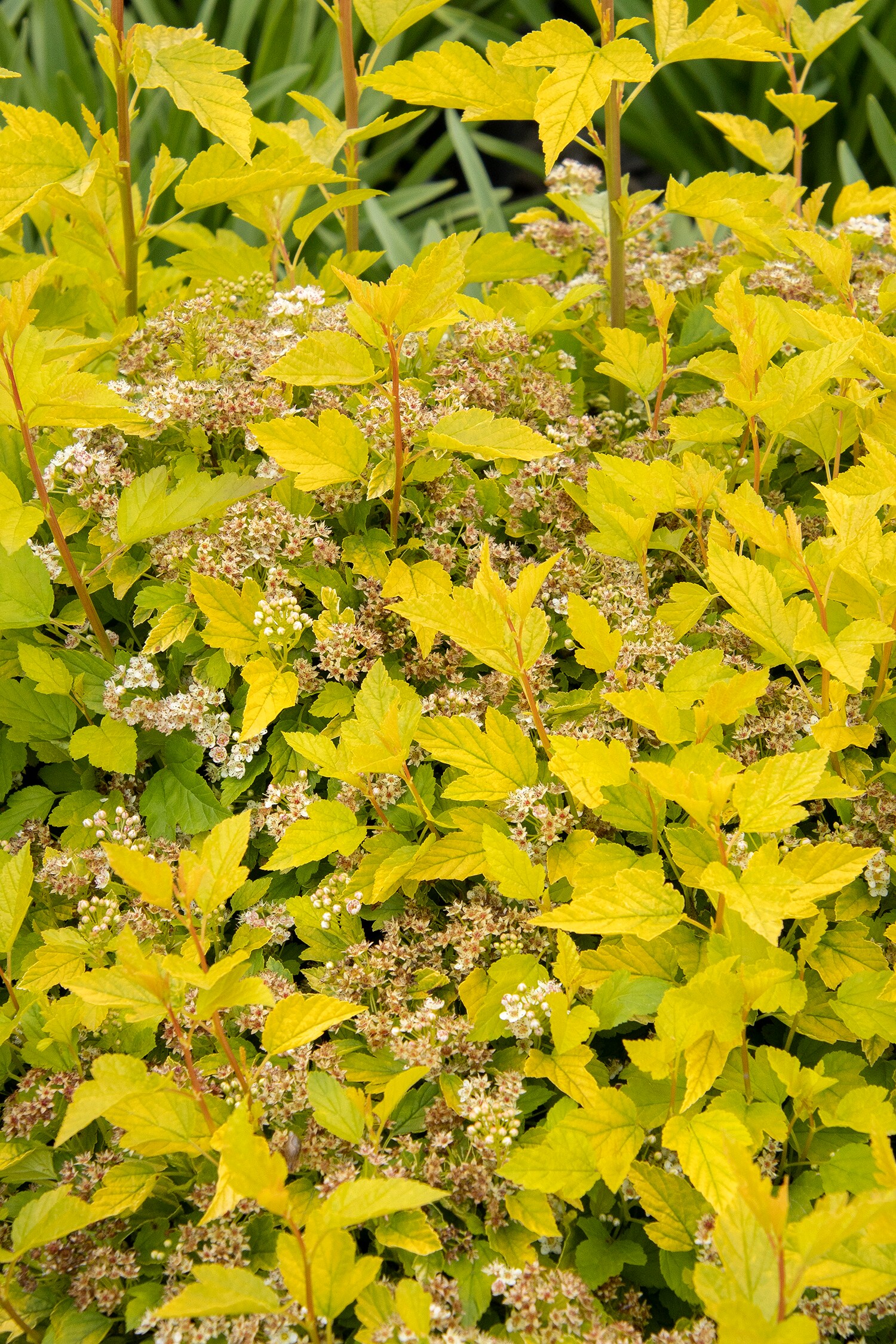 Monrovia Raspberry Lemonade Ninebark Foundation/Hedge Shrub in 1.73 ...