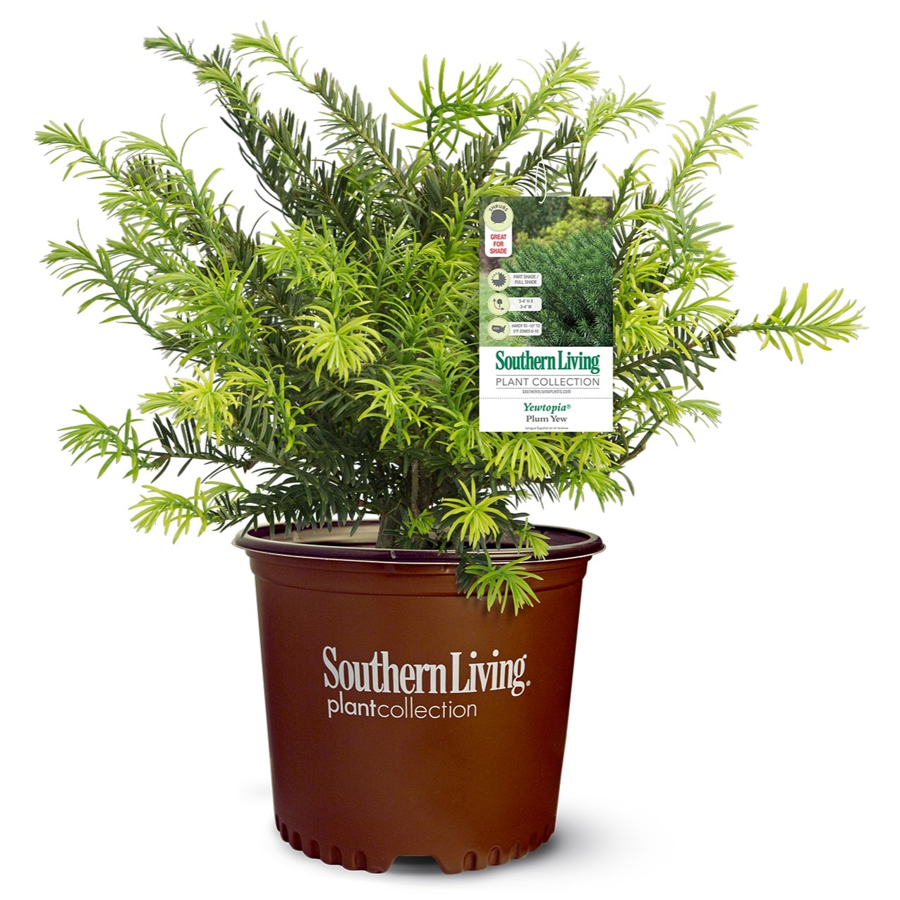 Southern Living Plant Collection 2 -Gallon Yewtopia Plum Yew Foundation ...