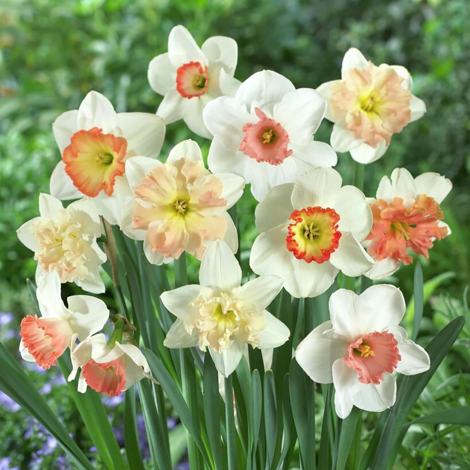 Garden State Bulb Daffodil Pink Mix in the Perennials department at ...