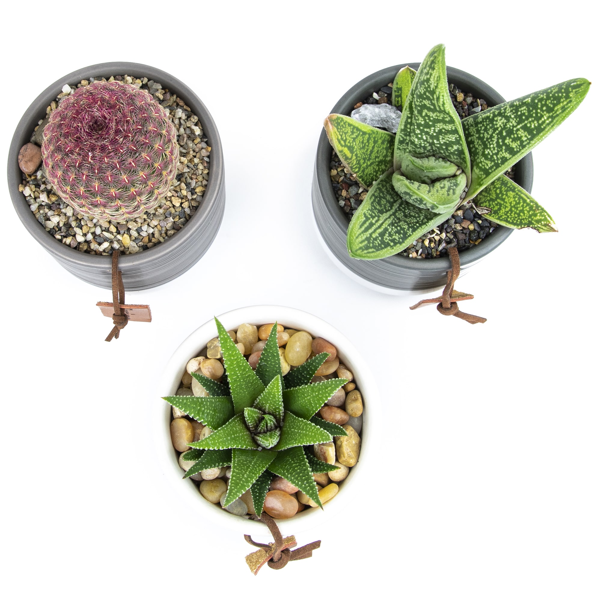 Lowe's Succulents House plant in 4 Ounce(s) Pot 1 -Pack in the House ...