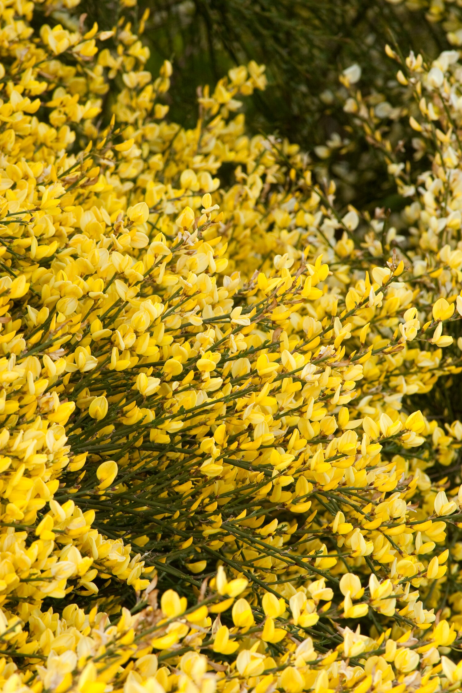 Monrovia Yellow Allgold Scotch Broom Flowering Shrub in 1.73-Gallon (s ...