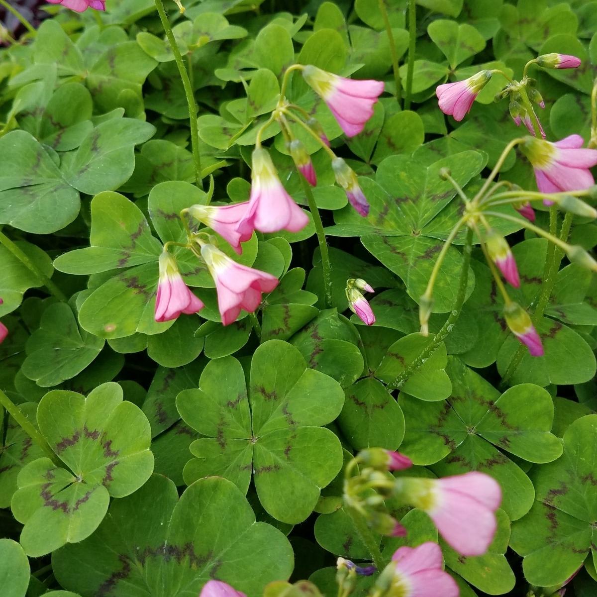 Hirt's Gardens Oxalis deppei - Iron Cross Shamrock - Edible Leaves - 25 ...