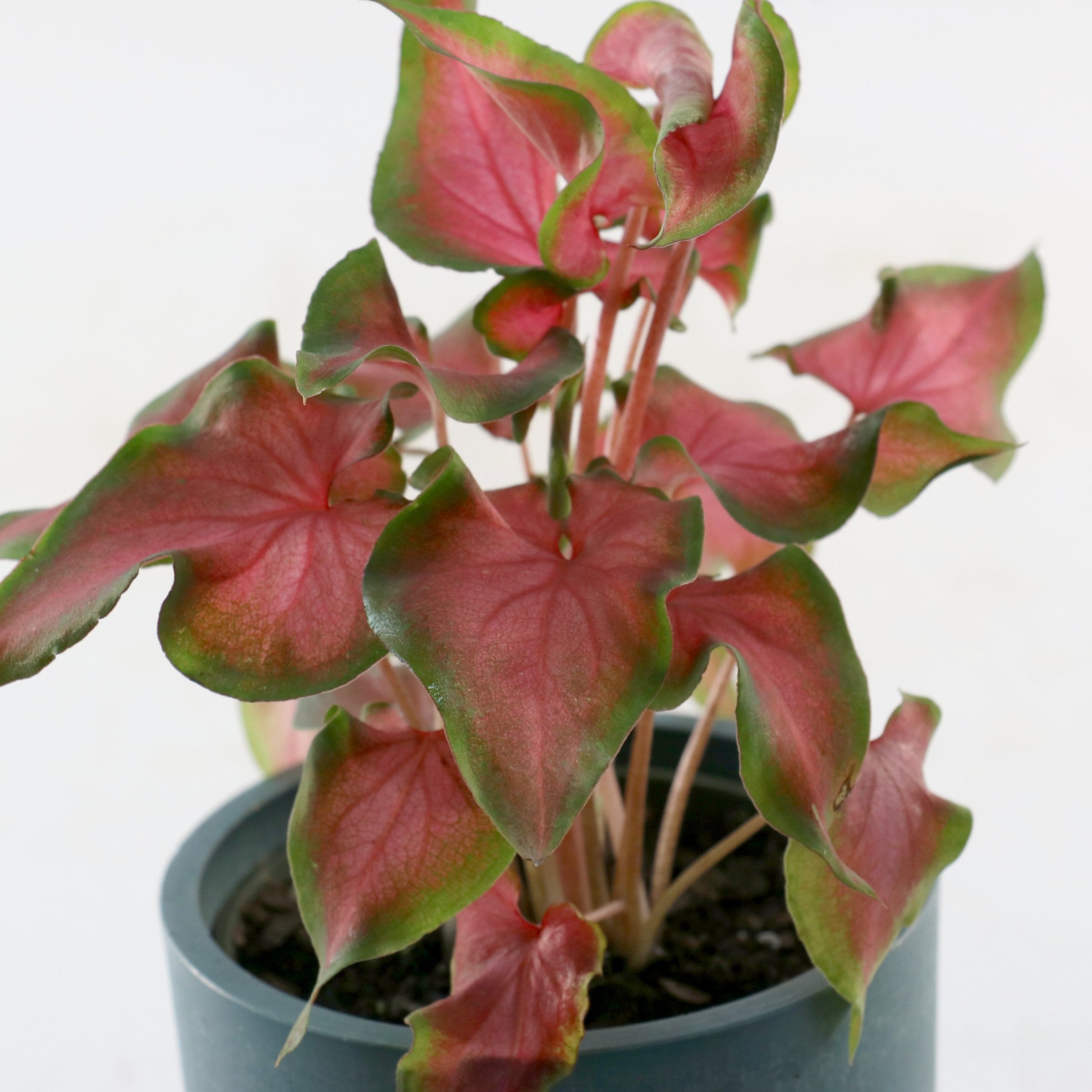 National Plant Network Caladium Fairytale Princess House plant in 4 ...