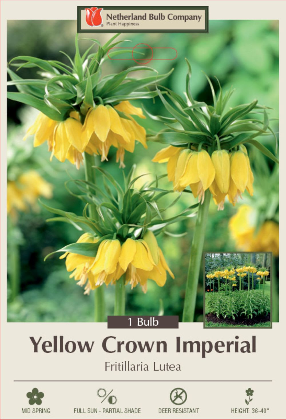 Hirt's Gardens Yellow Crown Imperial Lily - Fritillaria lutea- 20/24 cm ...