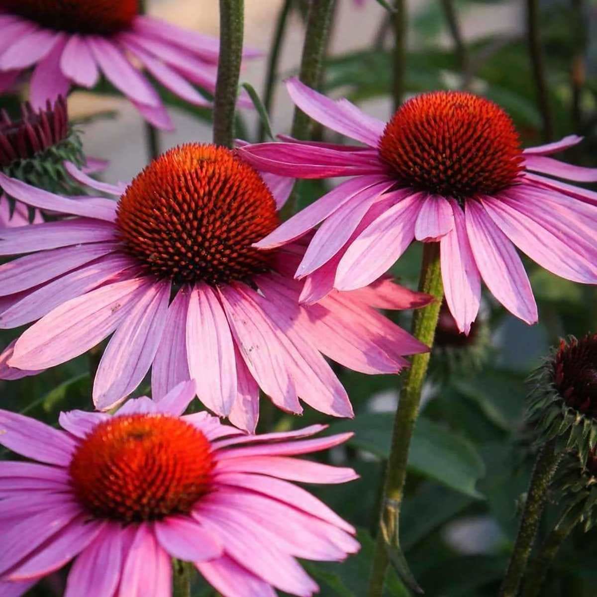 Hirt's Gardens Purple Coneflower - Echinacea purpurea - 4 inch Pot in ...