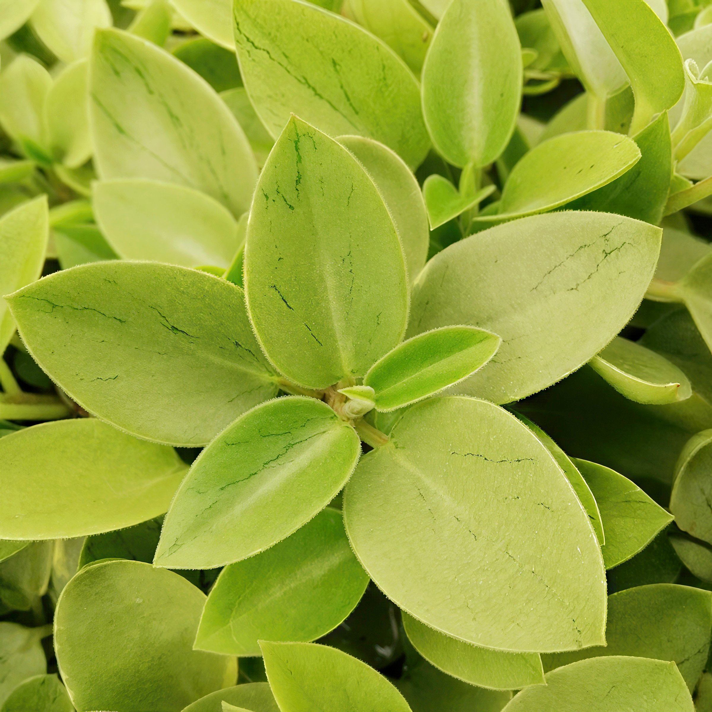 National Plant Network Peperomia Pixie Lime House plant in 4 Inch(es) Pot 3 -Pack in the House ...