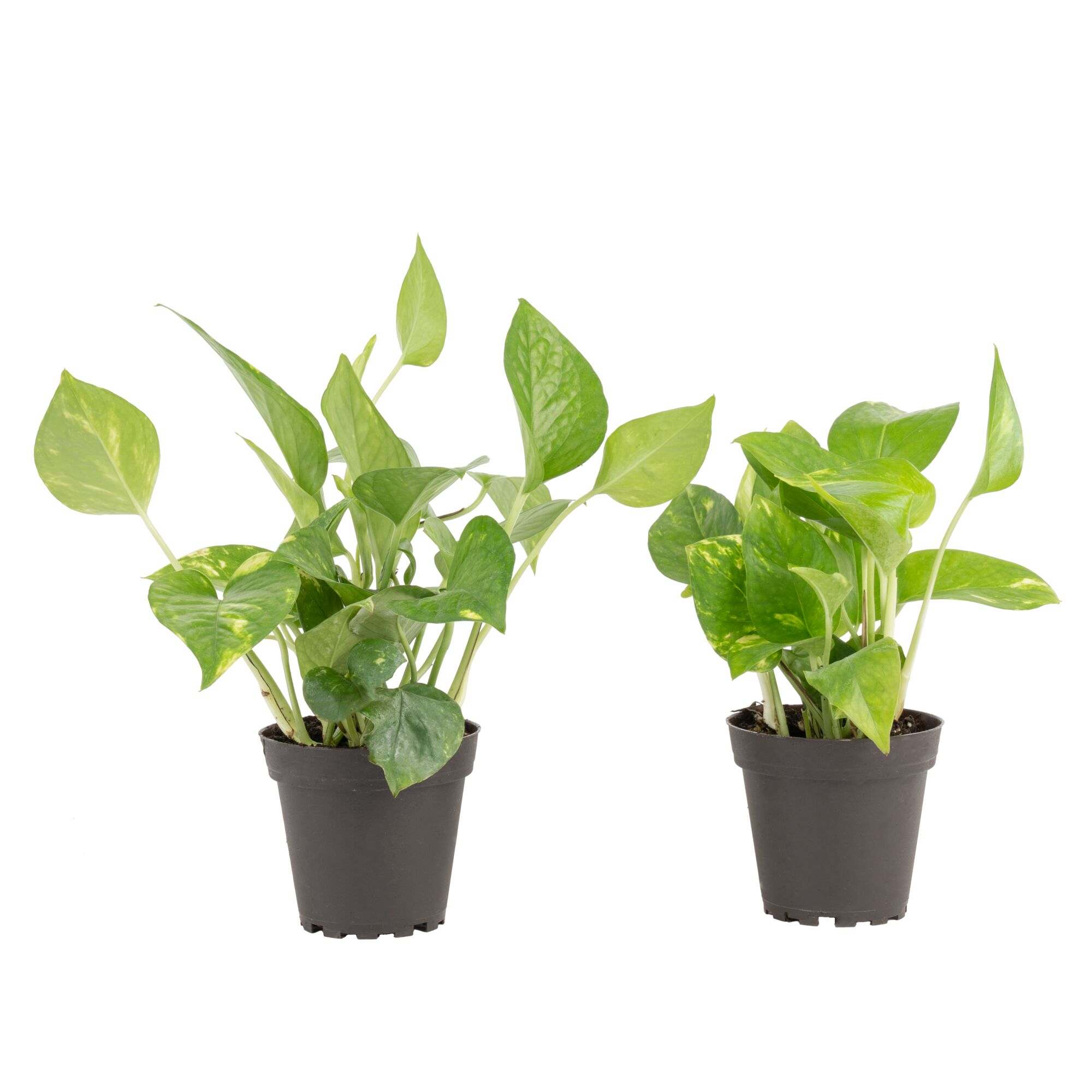 Costa Farms Grower's Choice Exotic Angels Clean Air House Plant in 3.8 ...