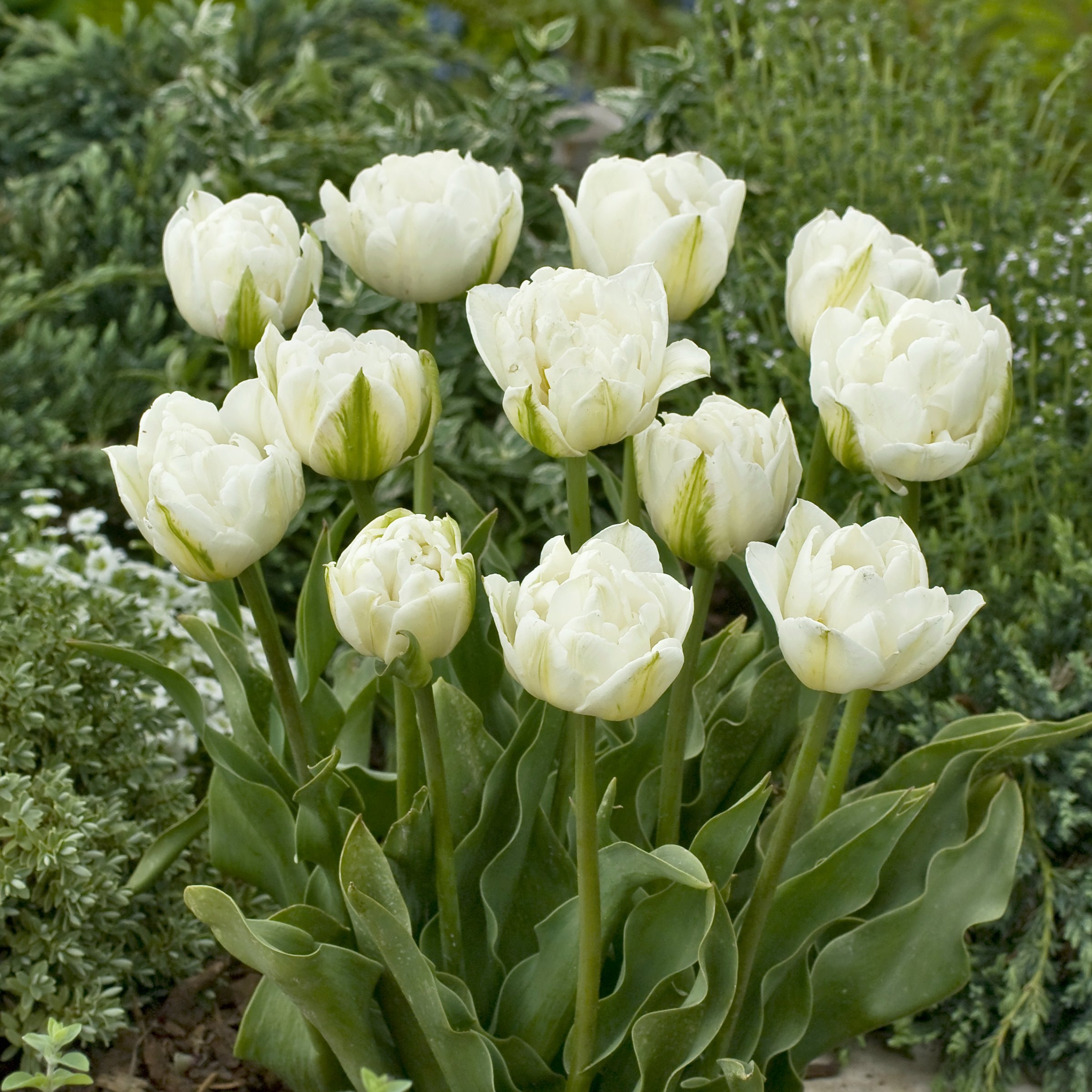 National Plant Network White Tulip Mt. Tacoma Bulbs Bulbs 100 Count in ...