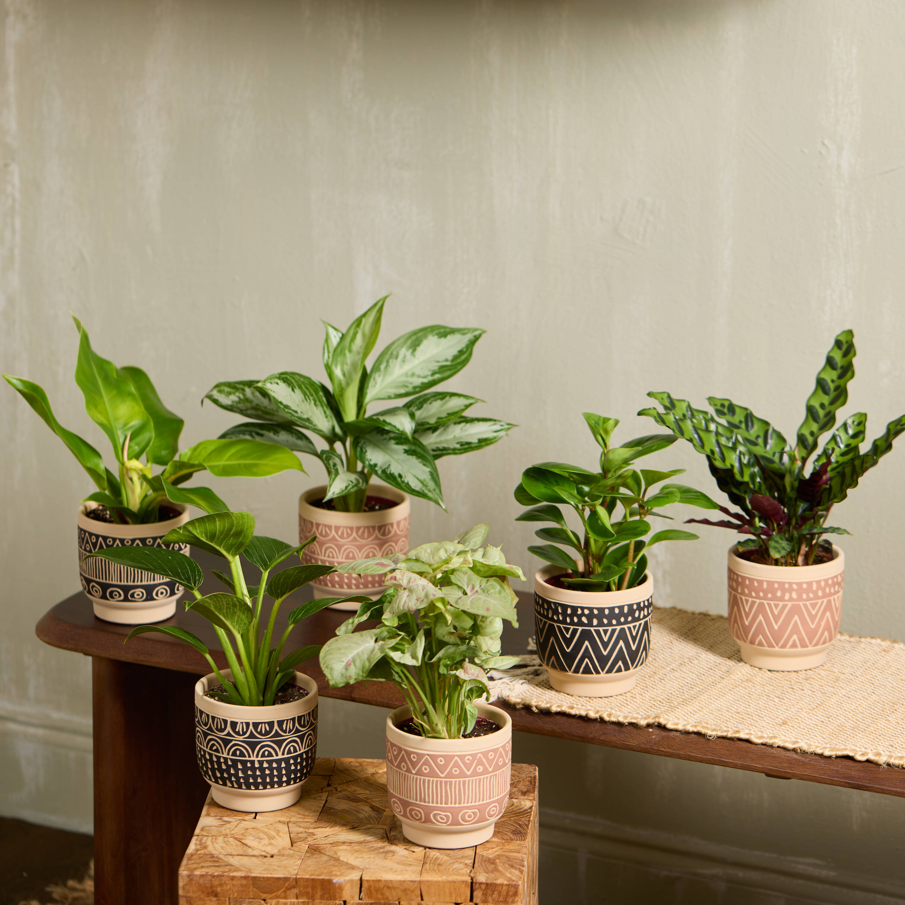 Urban Jungle Insculpt - Assorted Foliage House plant in 12.00 Ounce(s ...