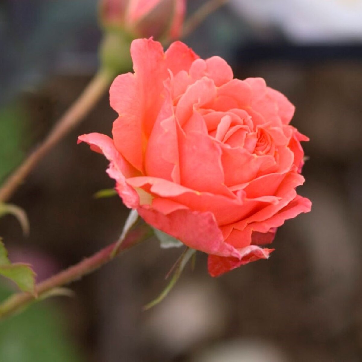 Proven Winners Kiss Me Rose Flowering Shrub in 2 -Gallon Pot 1 -Pack ...
