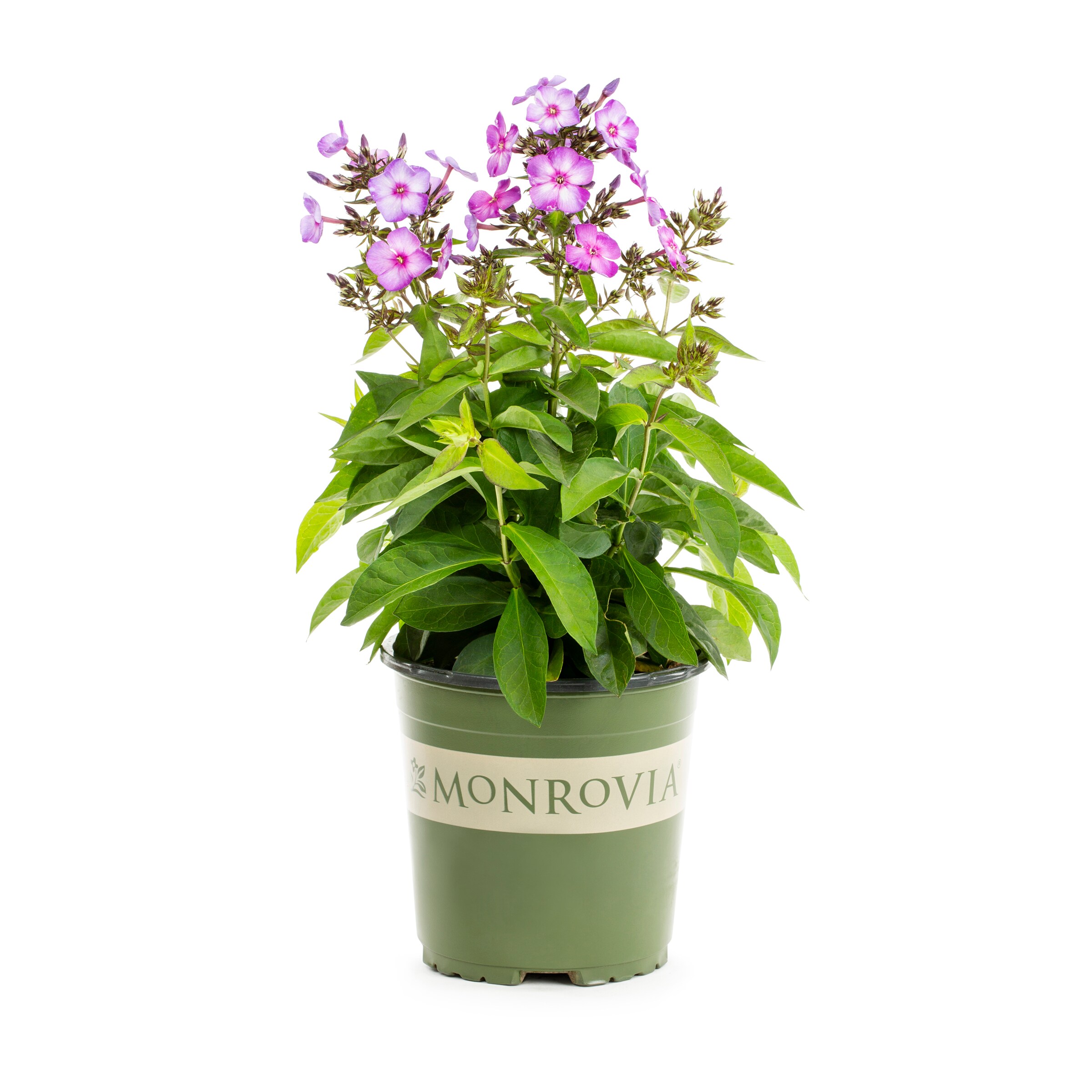 Monrovia 2Q M PHLOX PAN. SS FANTASY in the Perennials department at ...