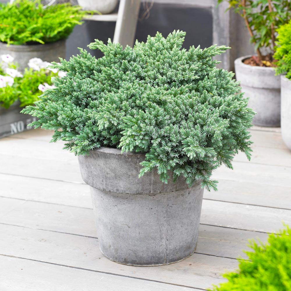 Brighter Blooms Blue Star Juniper Shrub (1 gal.) at Lowes.com