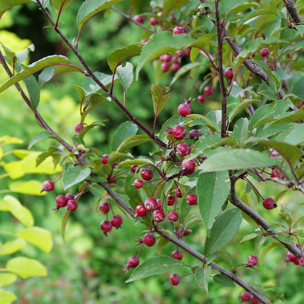 Brighter Blooms Show Time- Crabapple Tree (5-6 ft.) at Lowes.com