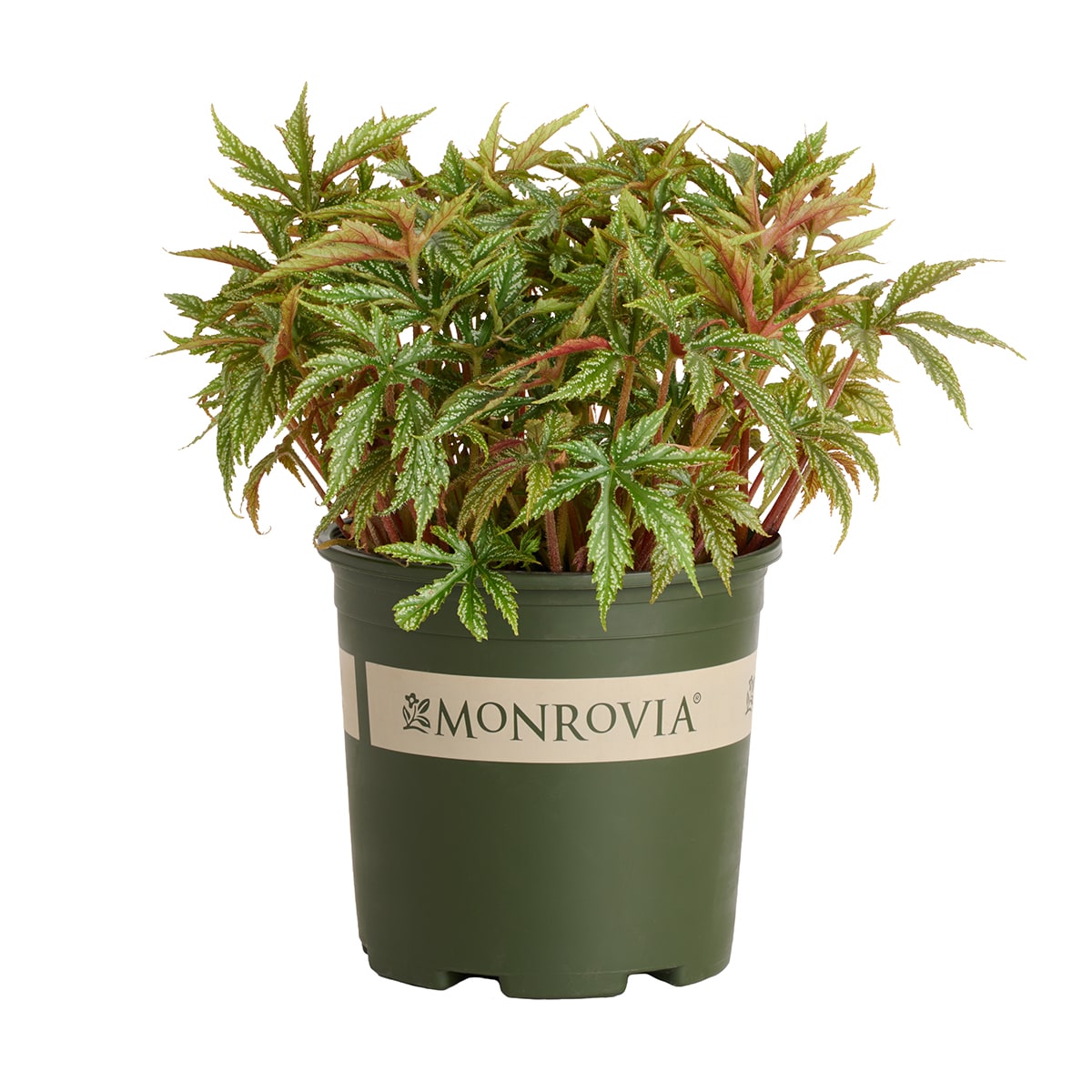 Begonia Tectonic Shangri-La Outdoor Plants at Lowes.com